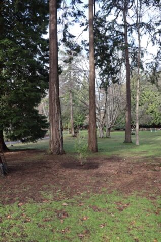 Centenary: Victoria Tree Planting - Victoria Horticultural Society